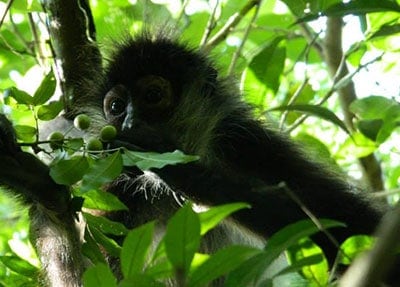Private Punta Laguna Monkey Sanctuary - Best Maya Tours